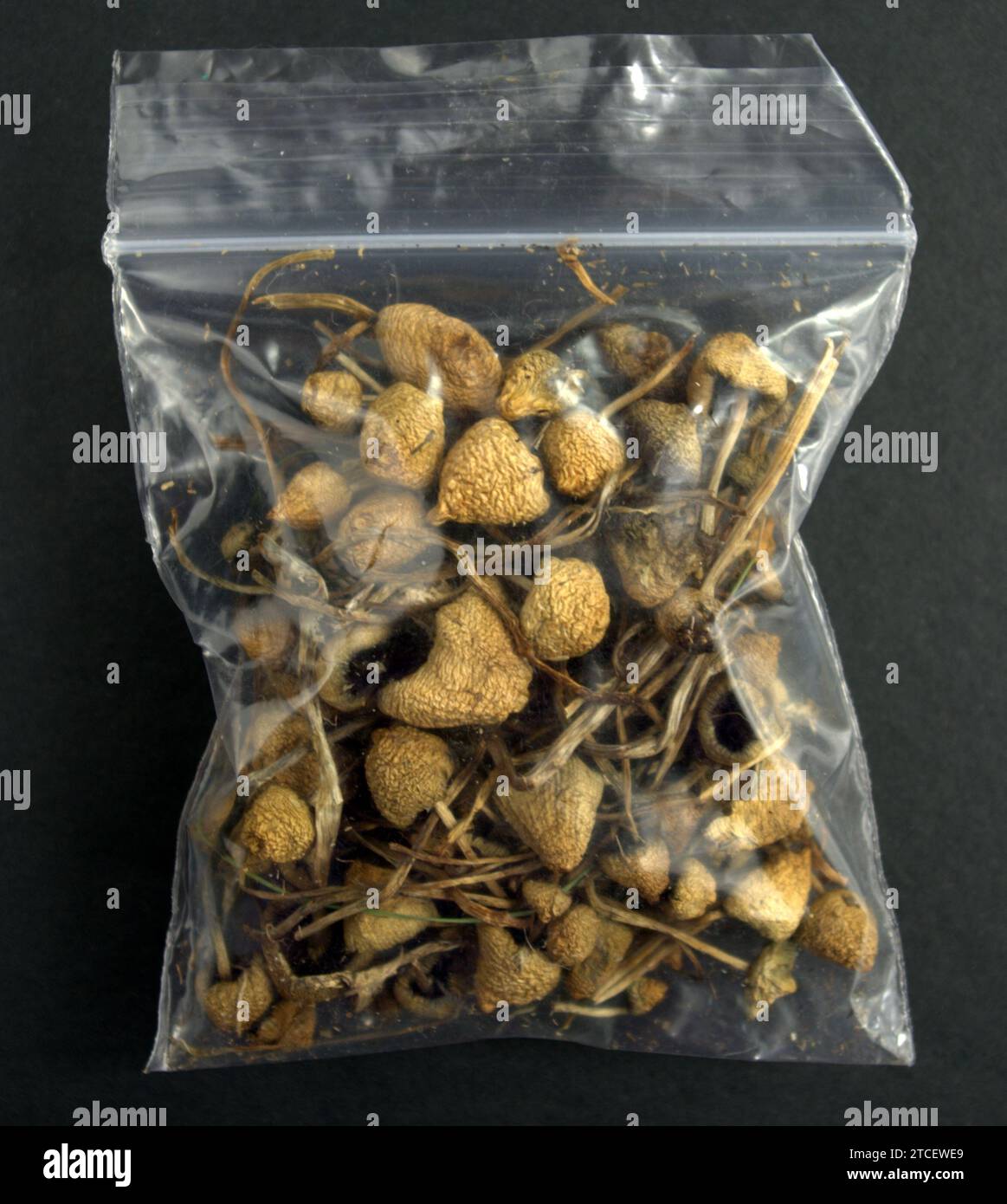 Psilocybe semilanceata 'Magic Mushroom' - DRIED Stock Photo - Alamy