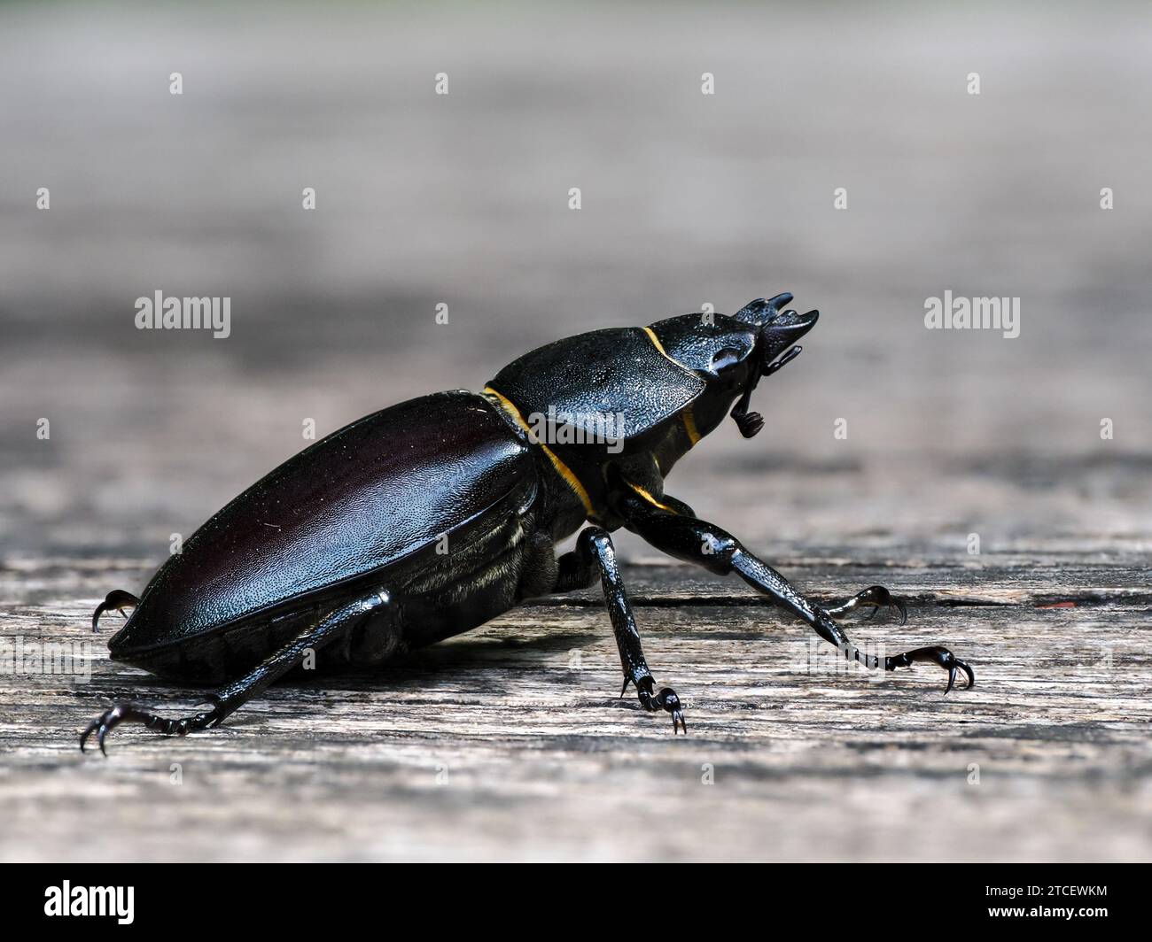 English stag beetle hi-res stock photography and images - Alamy