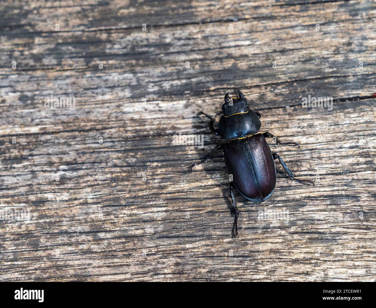 Female stag beetle uk hi-res stock photography and images - Alamy