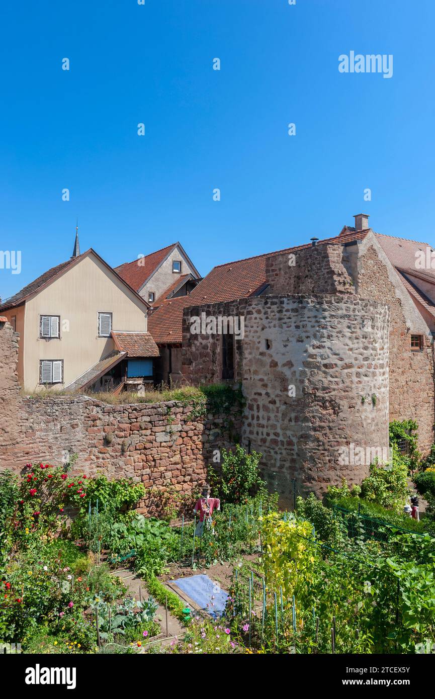 Part of historic city wall along Rem Marechal Joffre street, Obernai ...
