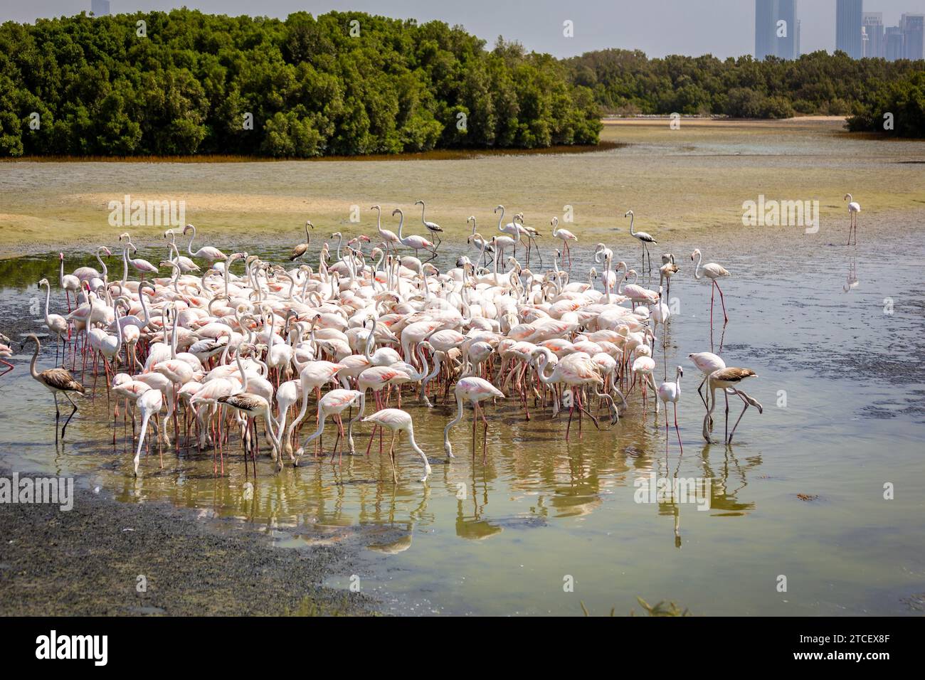 Greater Flamingos (Phoenicopterus roseus) at Ras Al Khor Wildlife ...