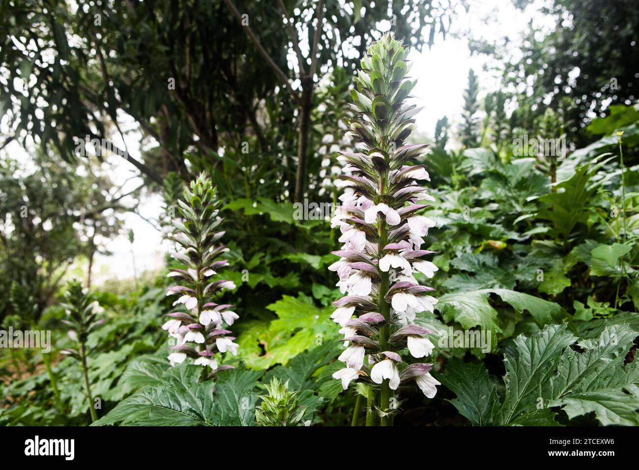 A close-up photo of tall, spiky white flowers emerging from a lush ...