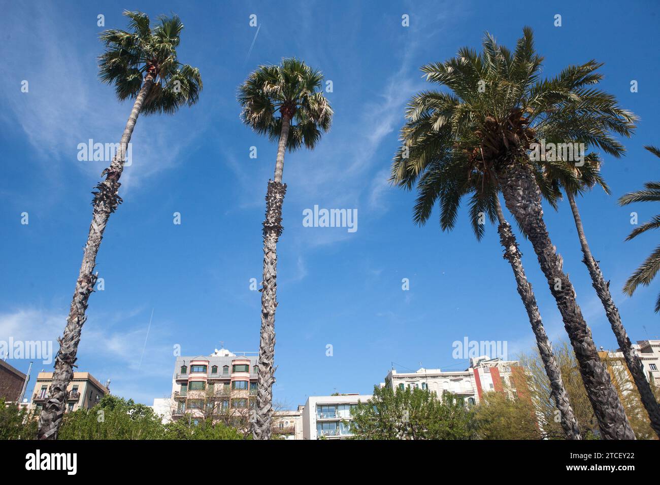 A group of towering palm trees stands tall against a backdrop of ...