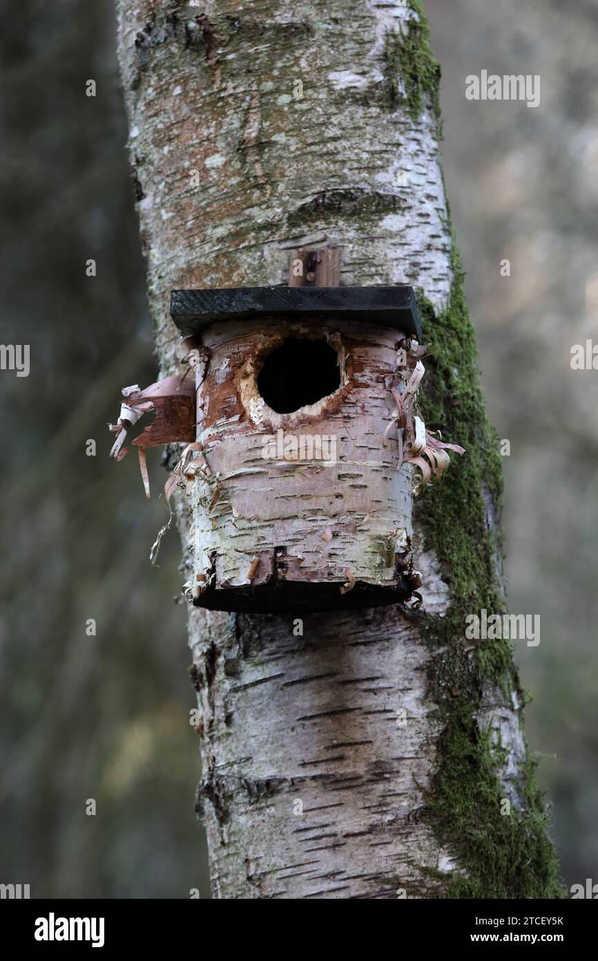 Pre predator hi-res stock photography and images - Alamy