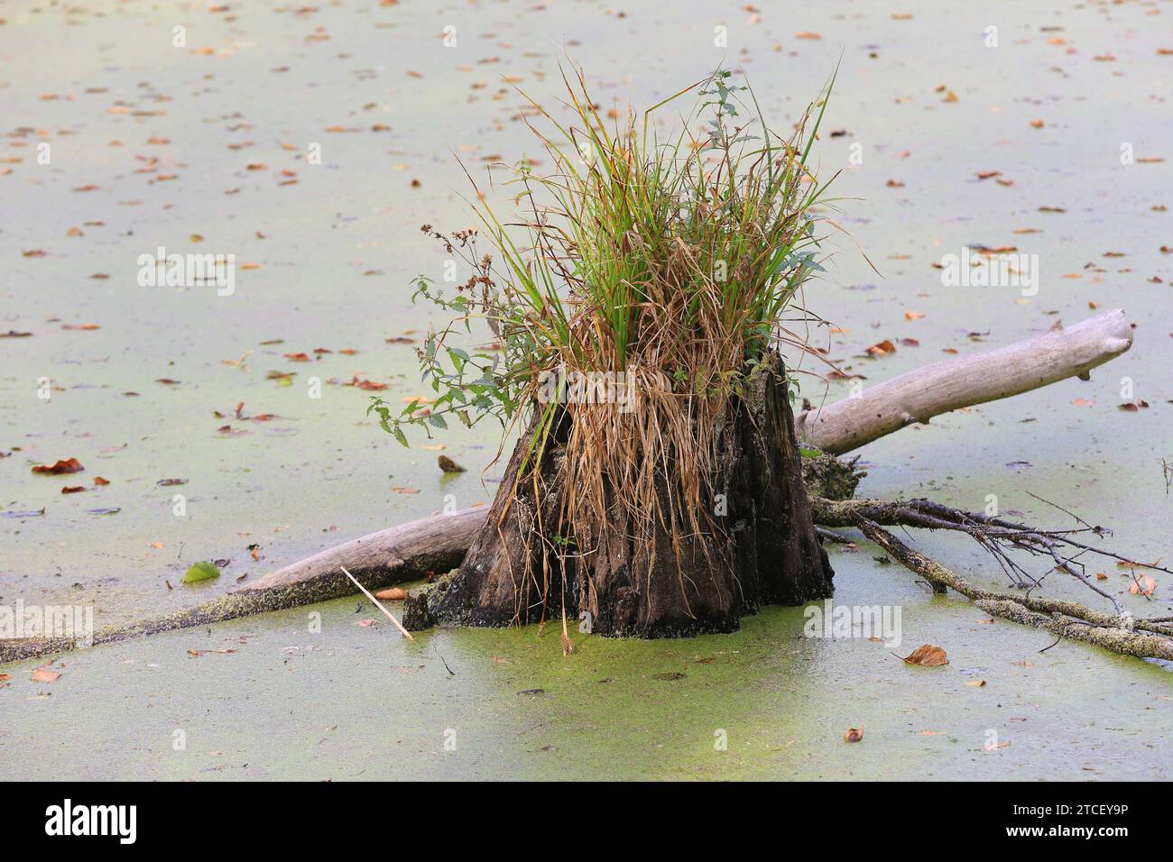 Swampy bottom hi-res stock photography and images - Alamy