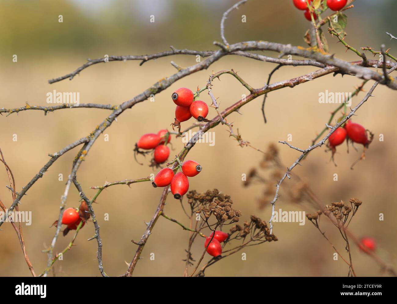Rose hip bush hi-res stock photography and images - Alamy