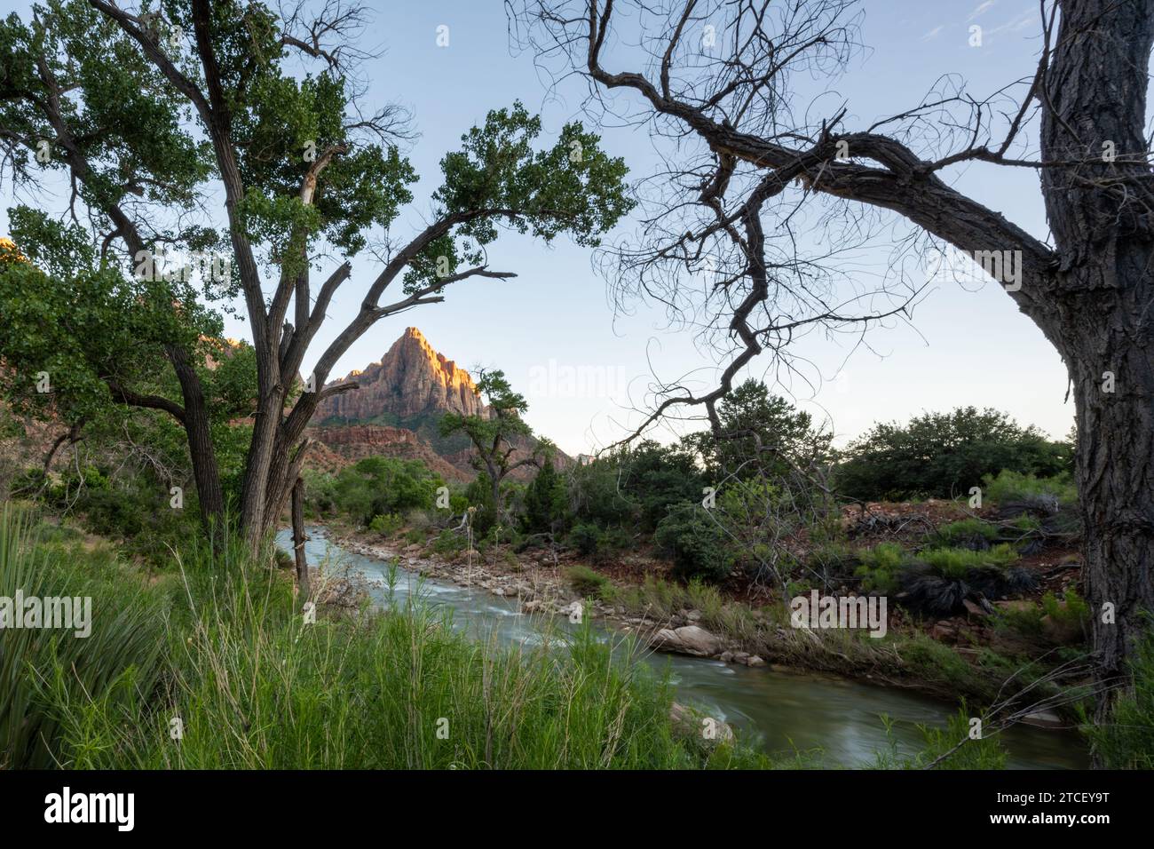 Peeking Through Trees to Virgin RIver and the Watchman Stock Photo - Alamy