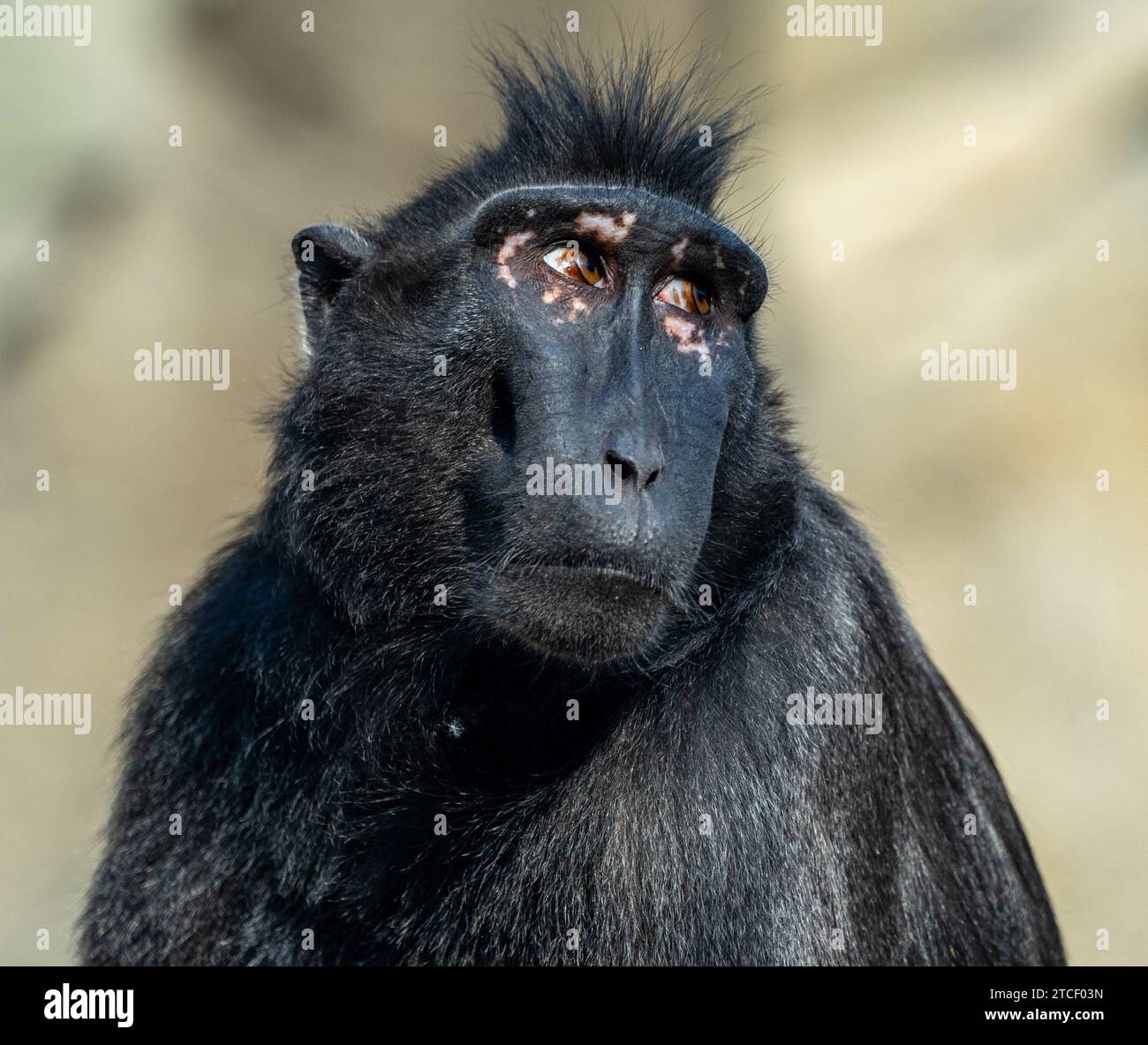 Right monkey hi-res stock photography and images - Alamy
