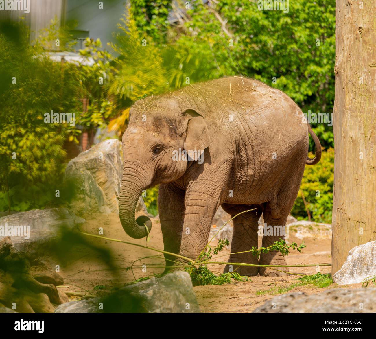 Baby elephant eating food with it's trunk Stock Photo - Alamy
