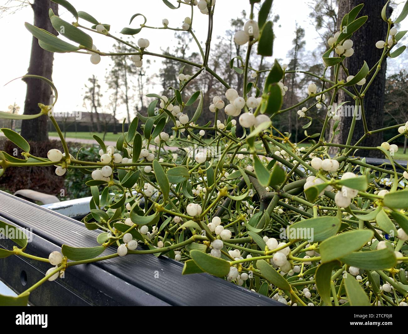 Woodland trust symbol hi-res stock photography and images - Alamy