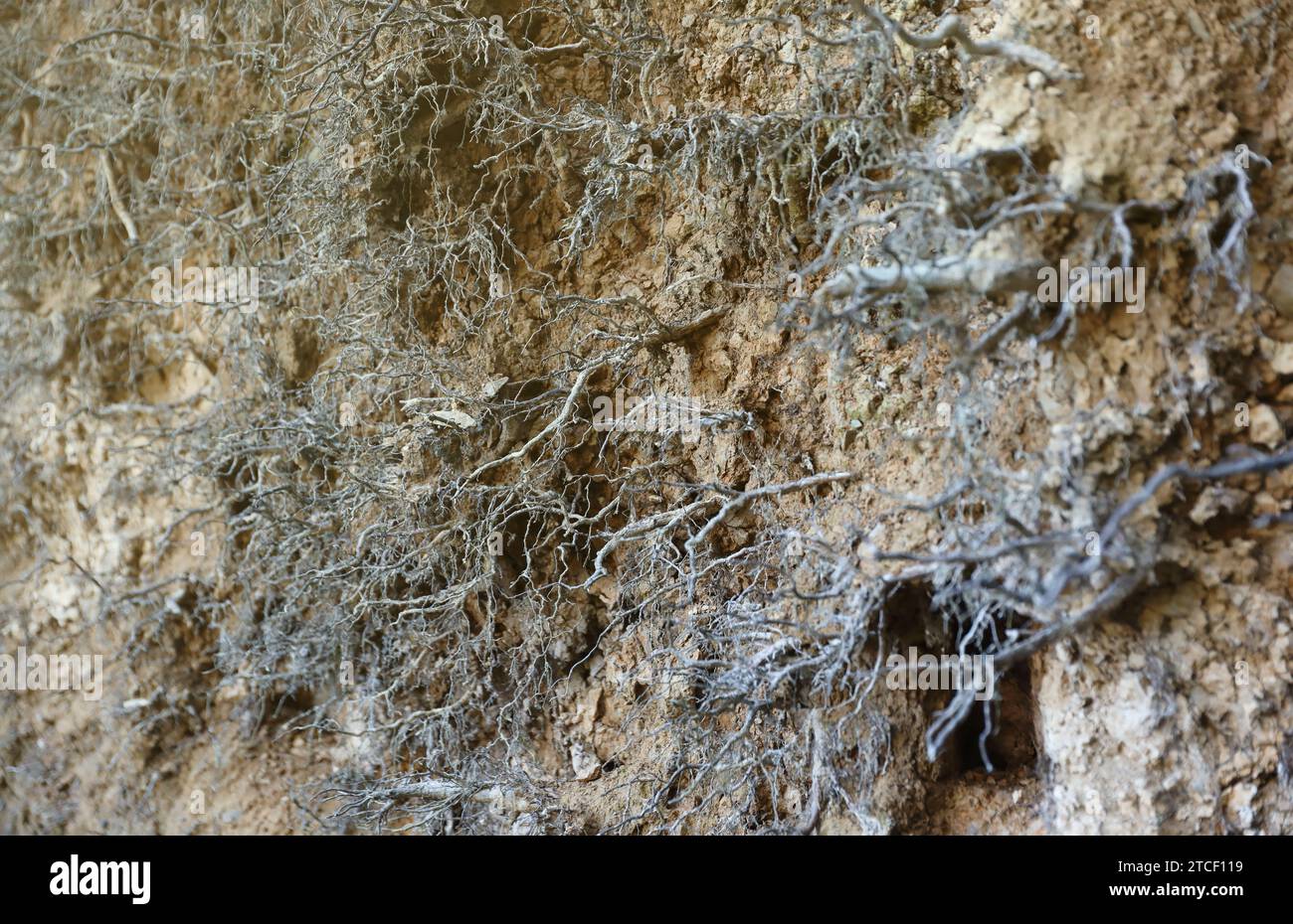 Earth section with different layers of soil, rocks and plant roots ...