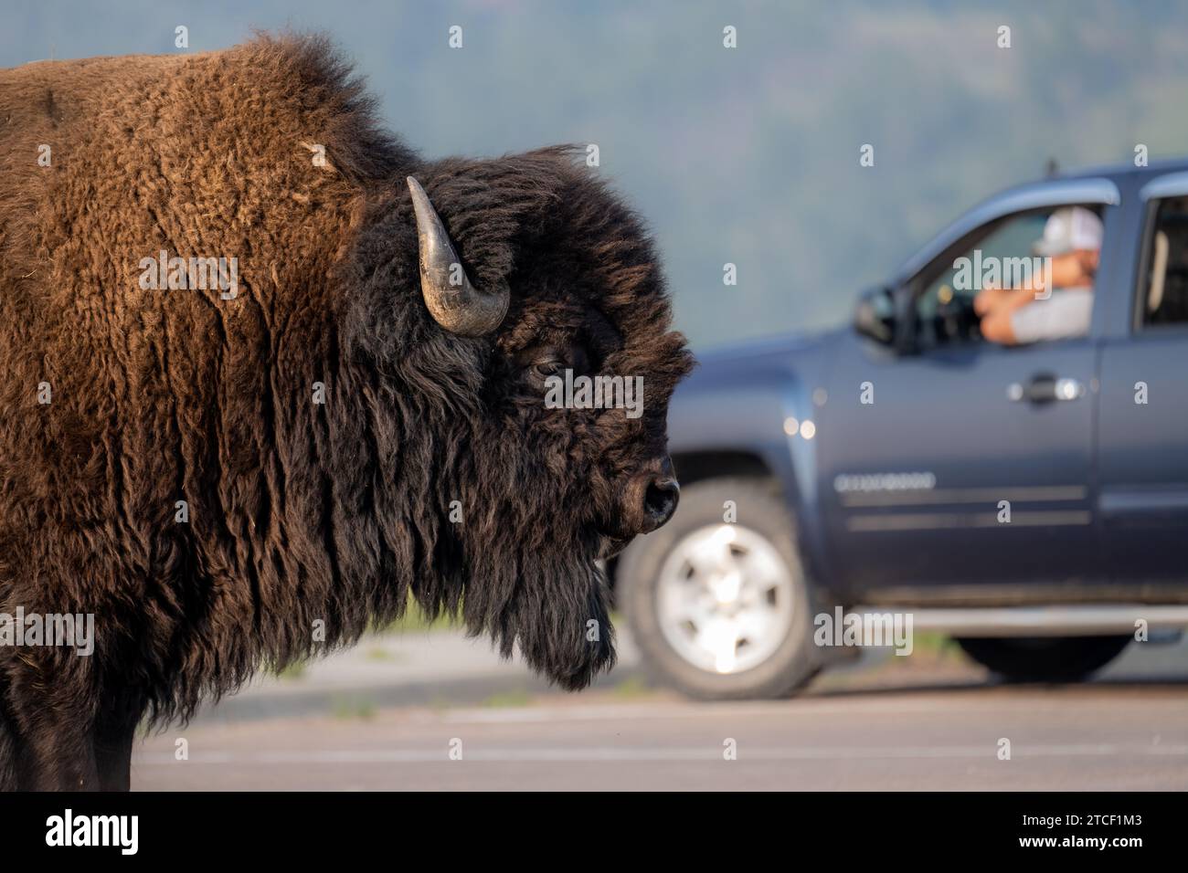 A man watches an American bison from his vehicle at Wind Cave National ...
