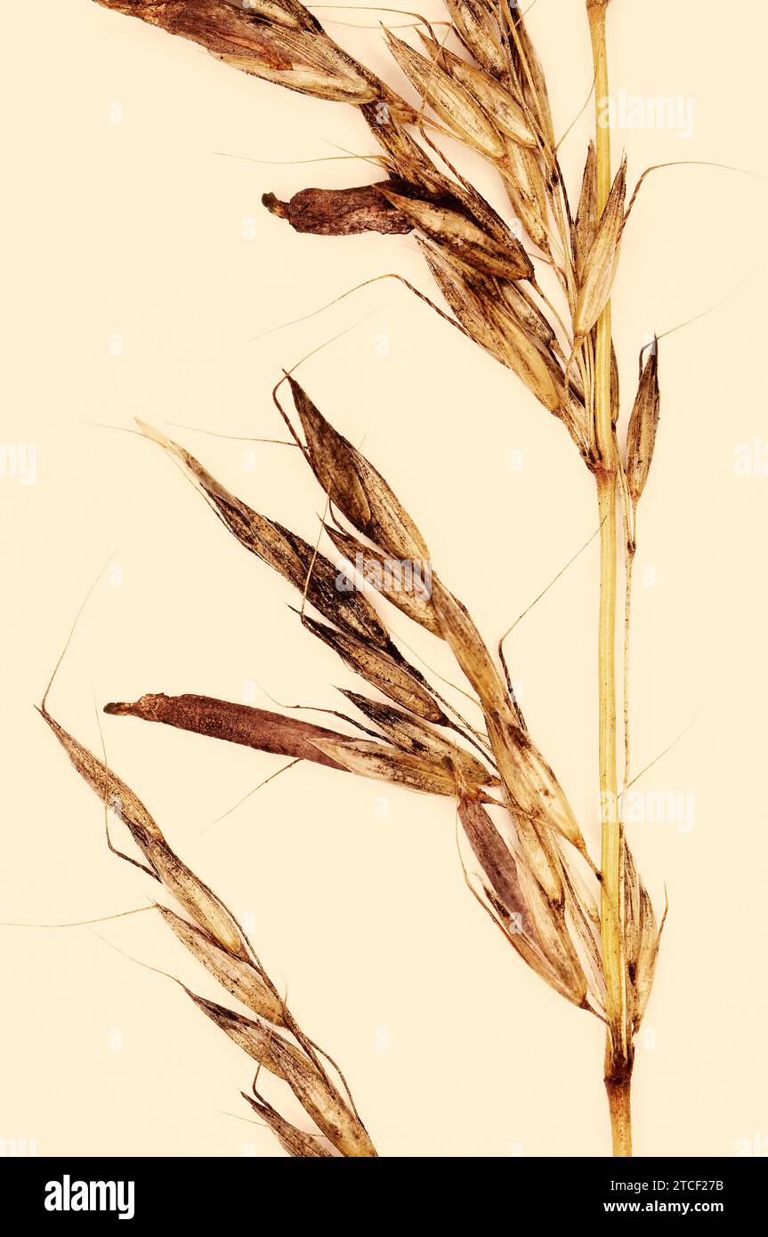 CLAVICEPS PURPUREA ‘ERGOT’ Stock Photo - Alamy