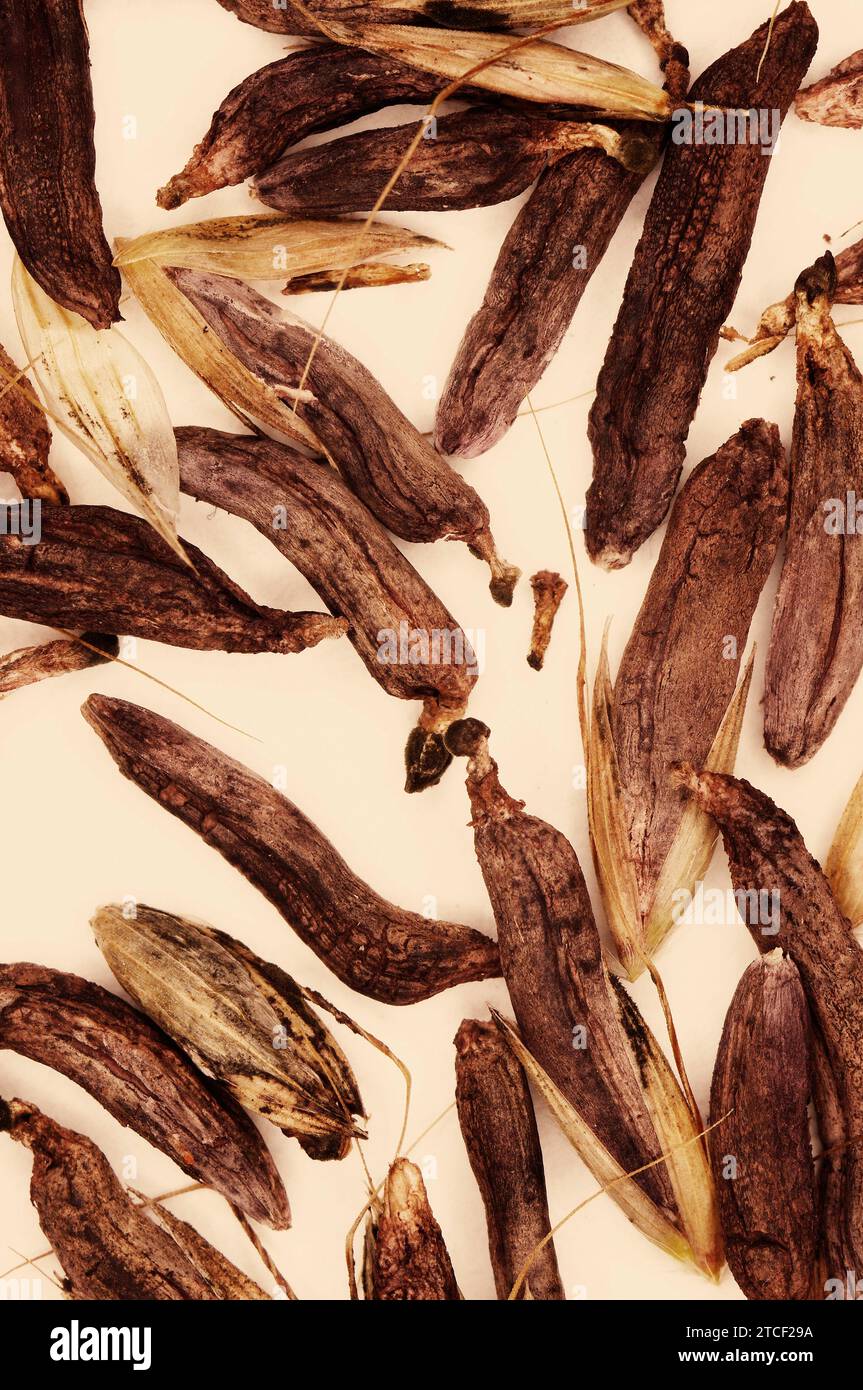 CLAVICEPS PURPUREA ‘ERGOT’ Stock Photo - Alamy