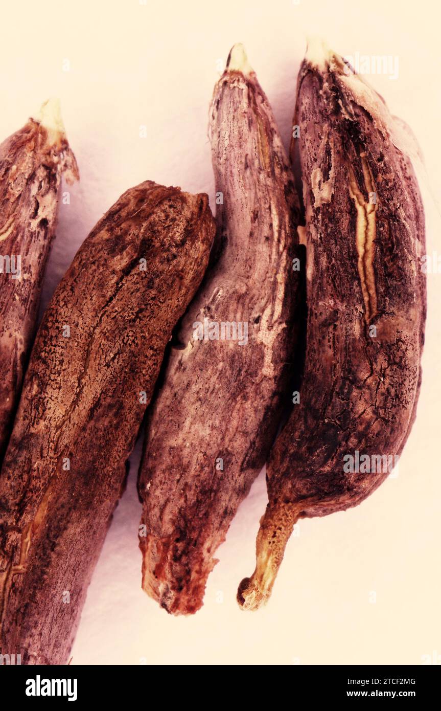 CLAVICEPS PURPUREA ‘ERGOT’ Stock Photo - Alamy