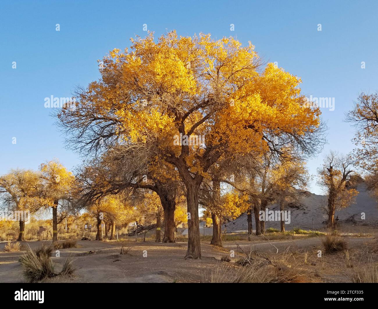 Poplar trees leaves hi-res stock photography and images - Alamy
