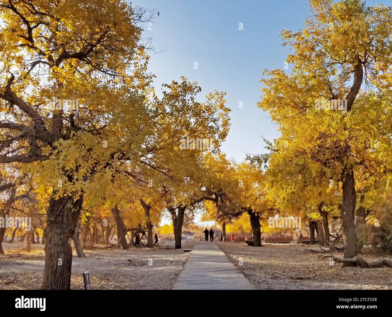 Poplar trees leaves hi-res stock photography and images - Alamy