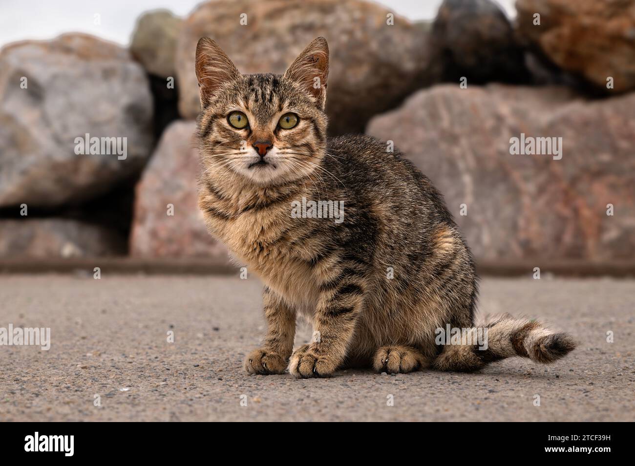Kitten poses hi-res stock photography and images - Alamy