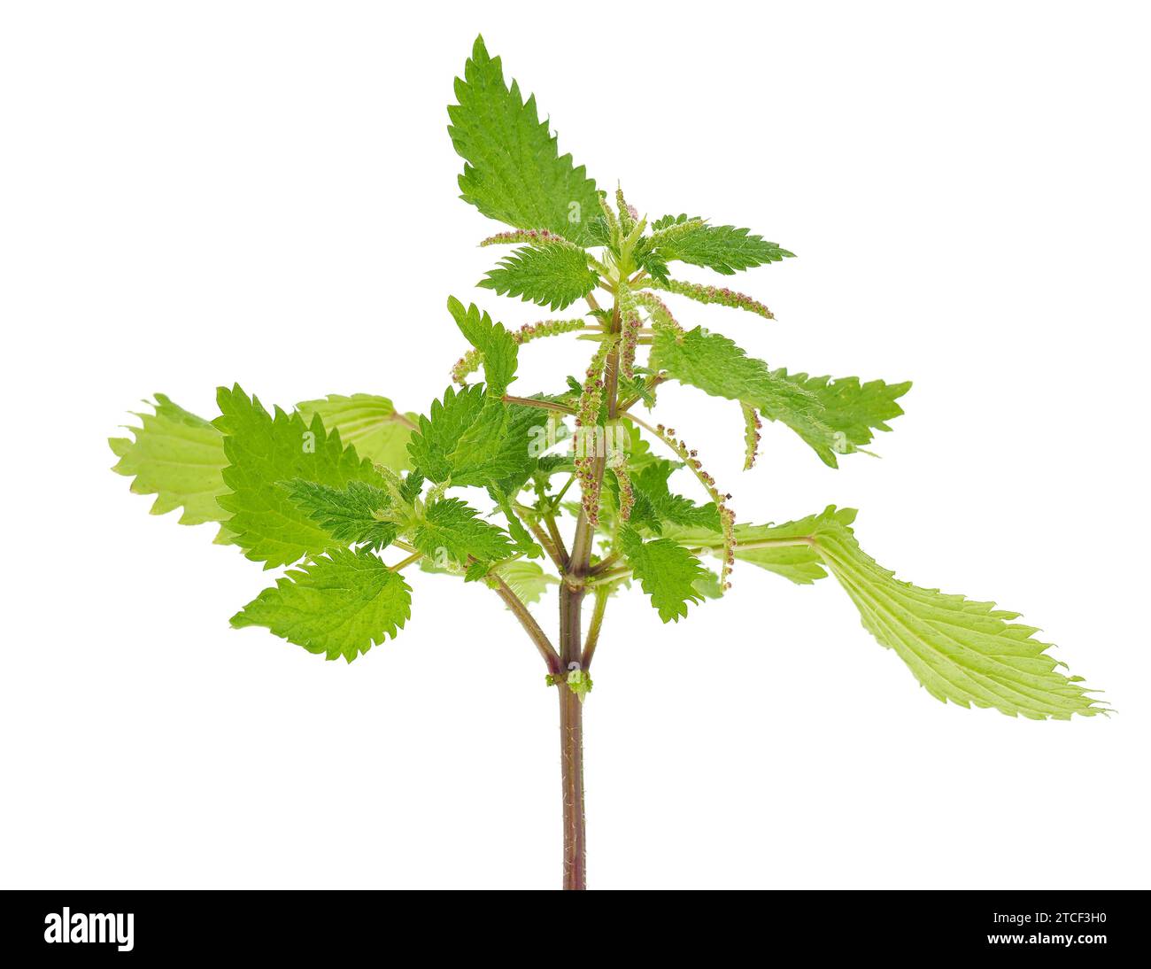 Small nettle isolated on white background, Urtica urens Stock Photo - Alamy