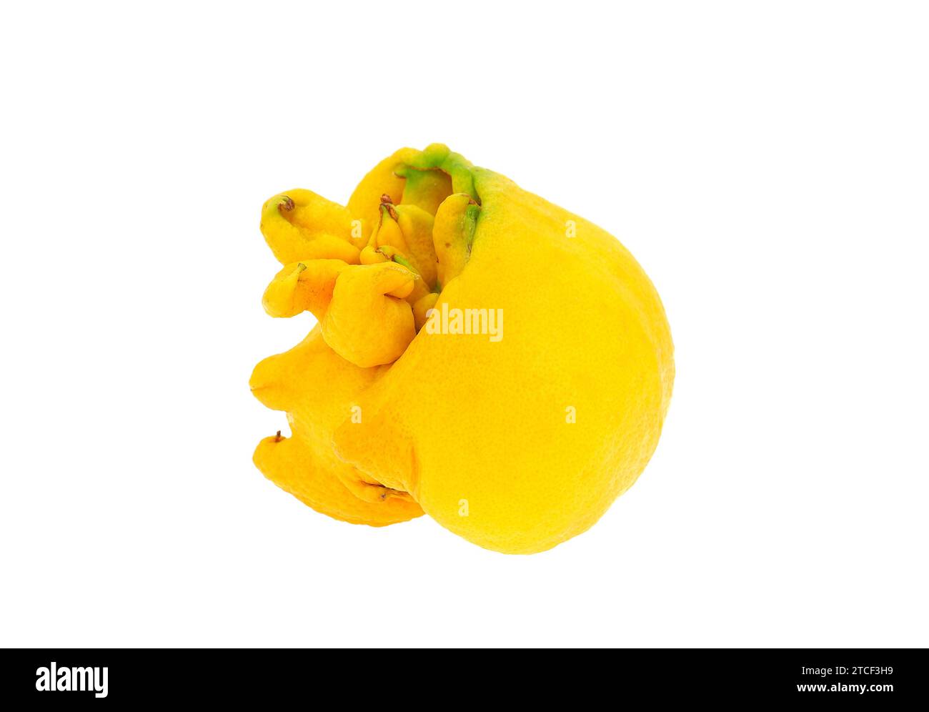 Strange shaped lemon fruit isolated on white background, Citrus limon ...