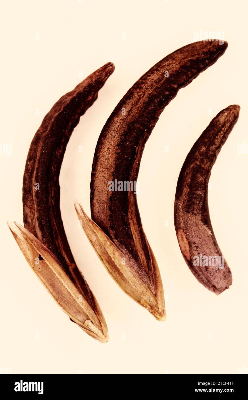 CLAVICEPS PURPUREA ‘ERGOT’ Stock Photo - Alamy