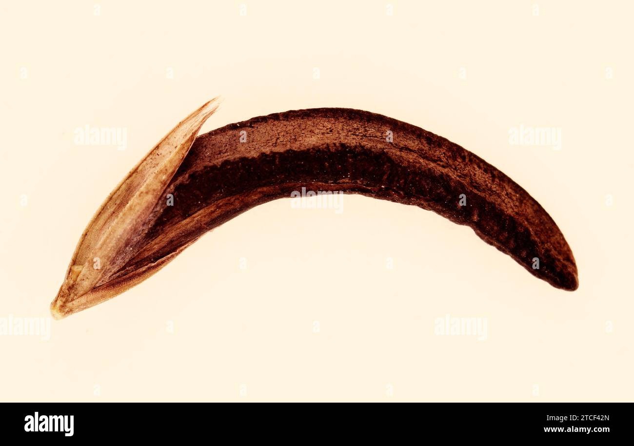 CLAVICEPS PURPUREA ‘ERGOT’ Stock Photo - Alamy