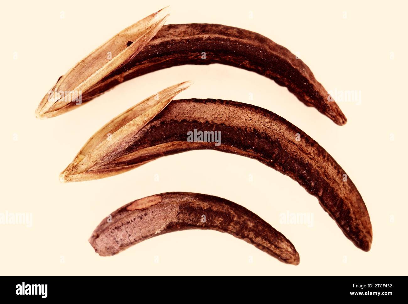 CLAVICEPS PURPUREA ‘ERGOT’ Stock Photo - Alamy