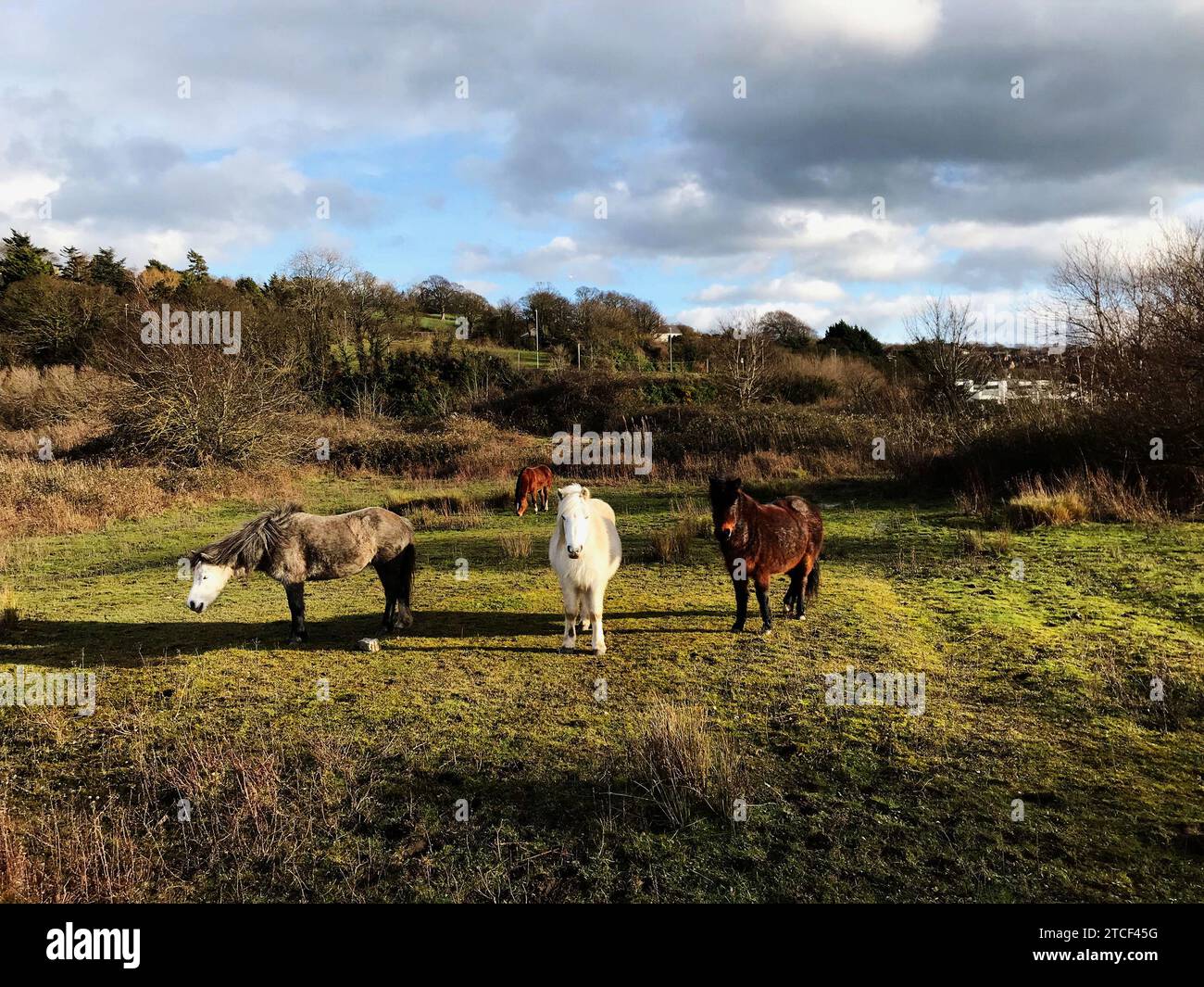 Four Carneddau ponies, these are a breed of small Welsh Mountain ponies ...