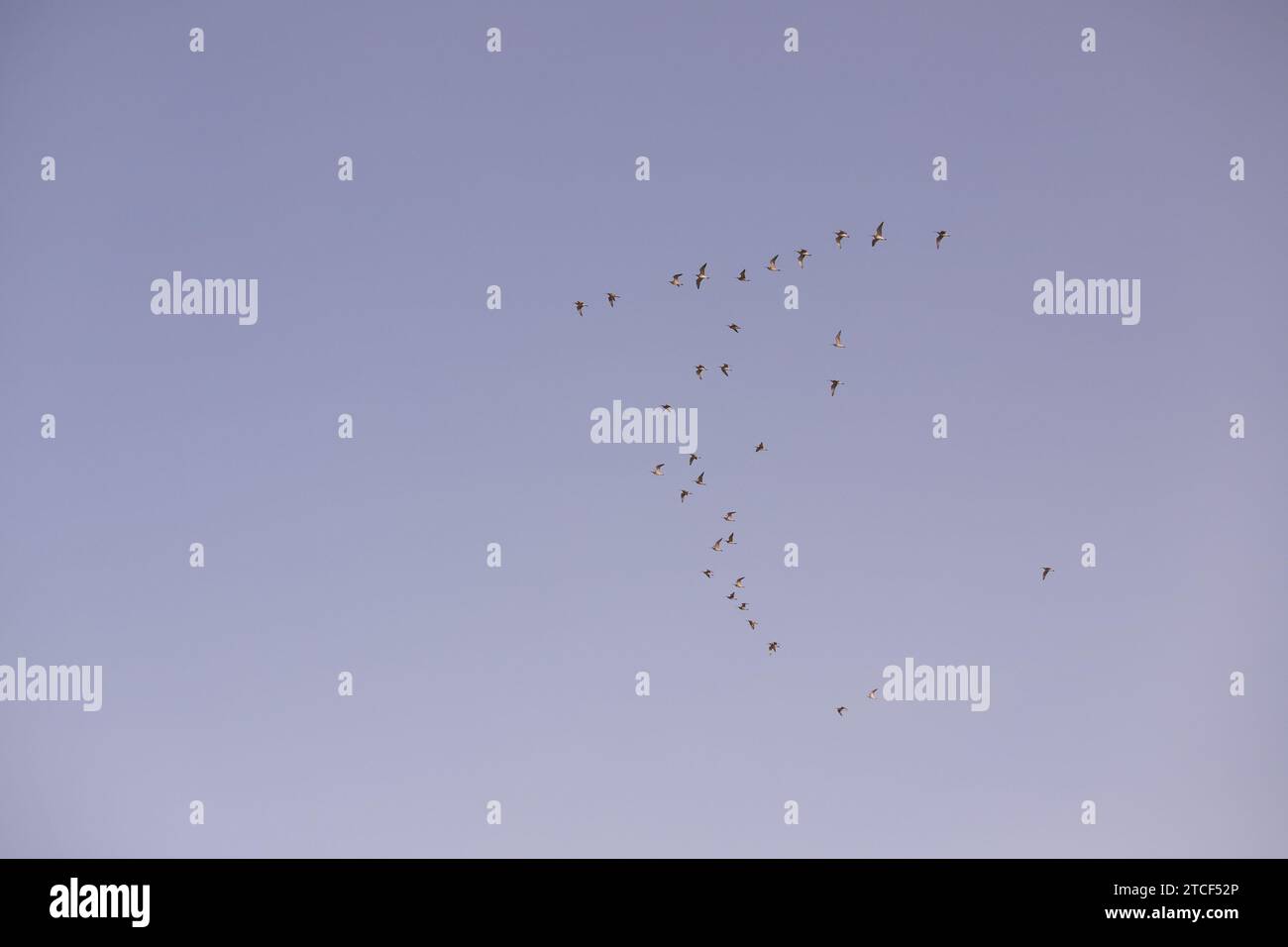 Beautiful birds in the sky line up in a triangle Stock Photo - Alamy