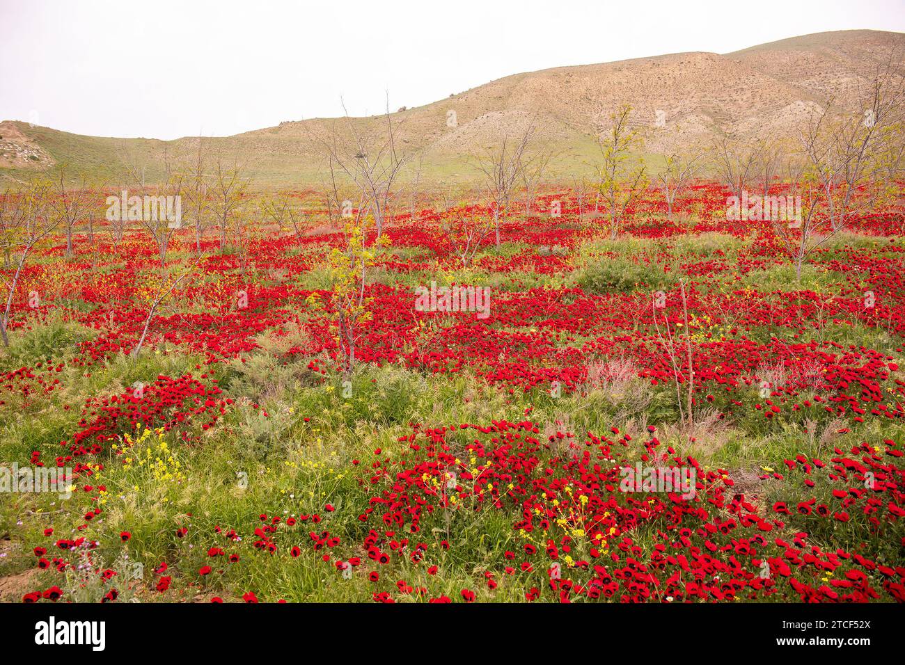 Beautiful poppy field in spring. Azerbaijan Stock Photo - Alamy