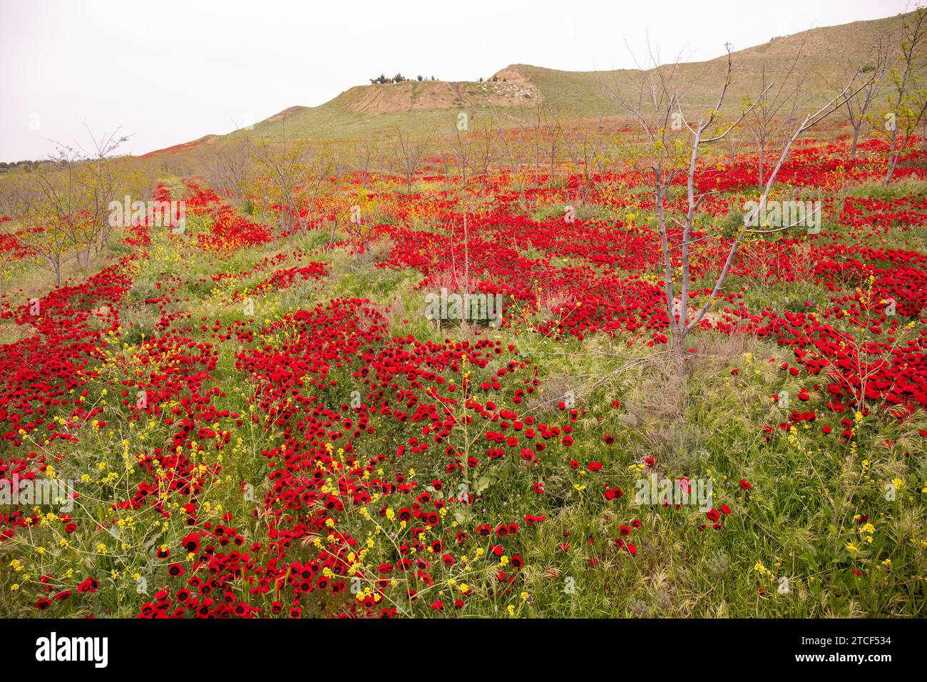 Beautiful poppy field in spring. Azerbaijan Stock Photo - Alamy