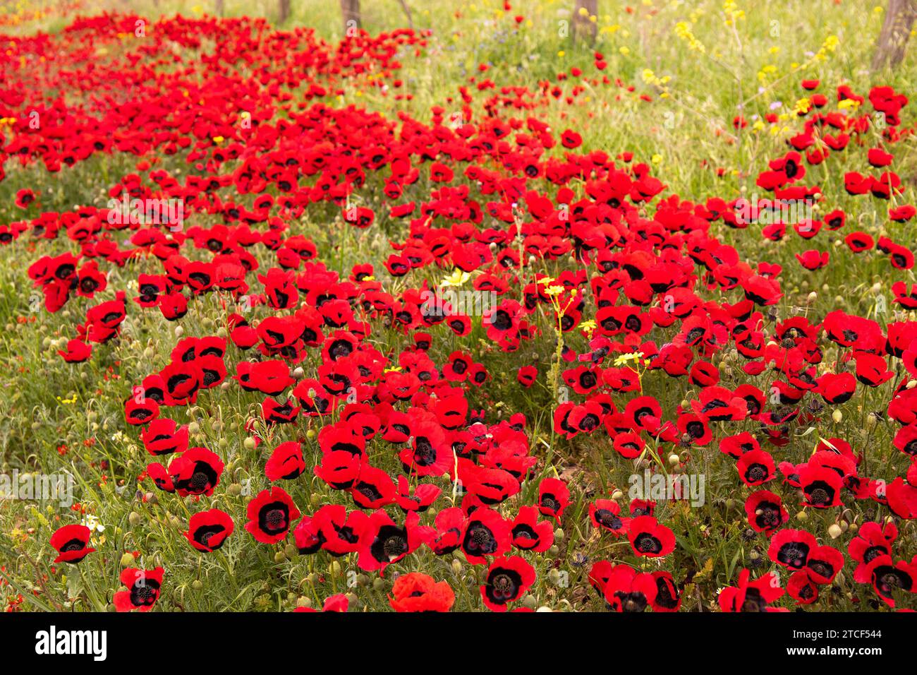 Beautiful poppy field in spring. Azerbaijan Stock Photo - Alamy