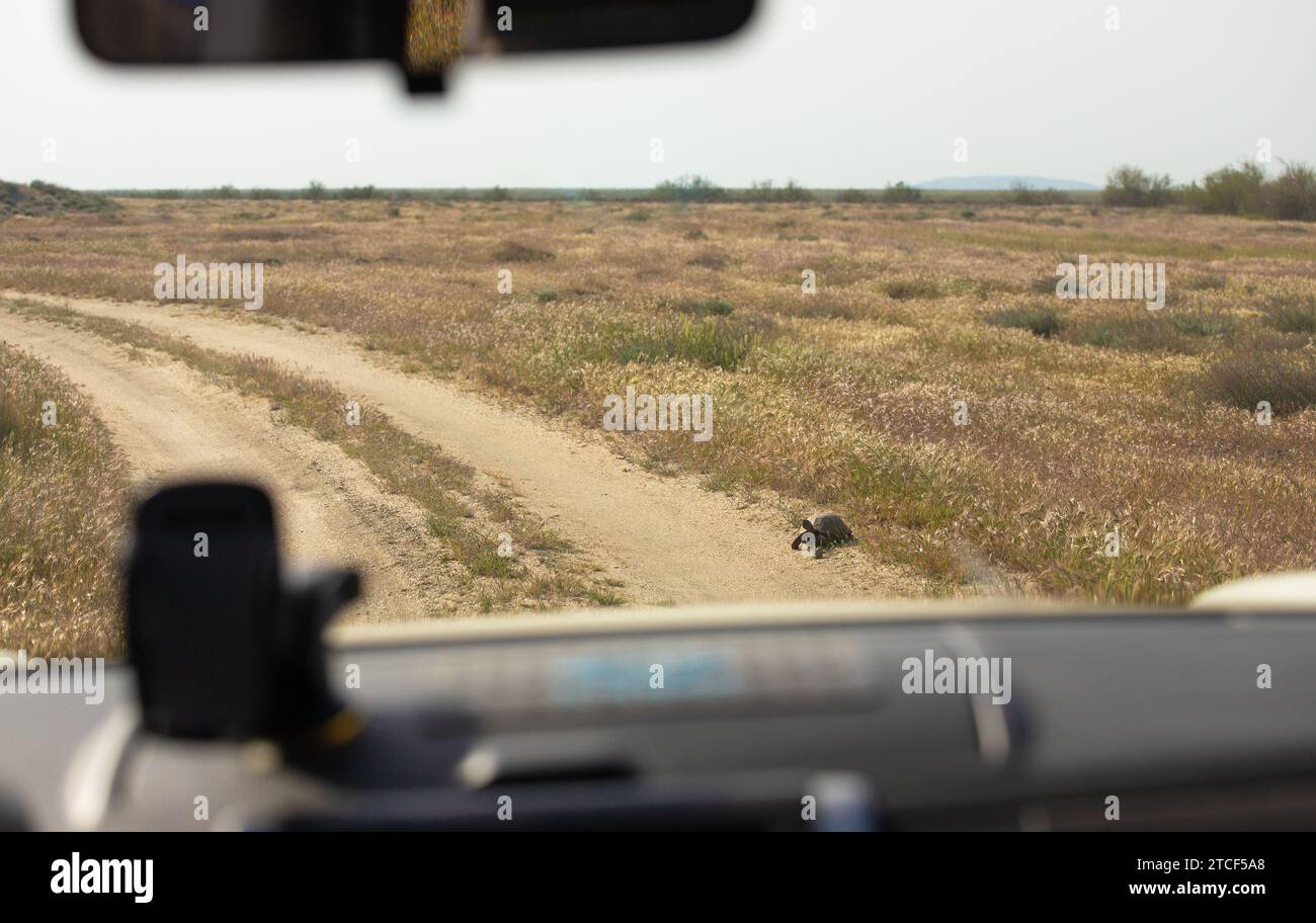 Turtle car hi-res stock photography and images - Alamy