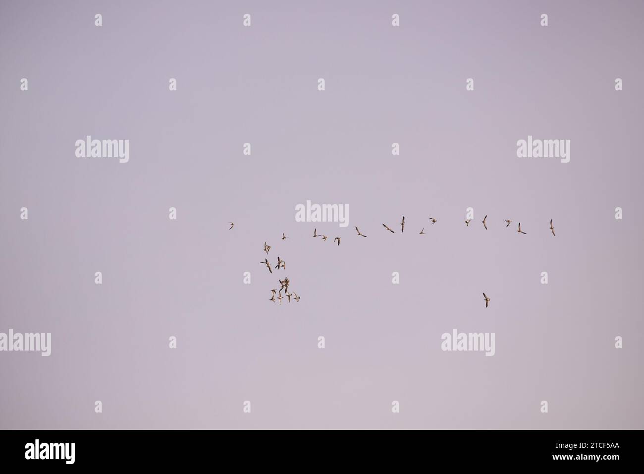 Beautiful birds in the sky line up in a triangle Stock Photo - Alamy