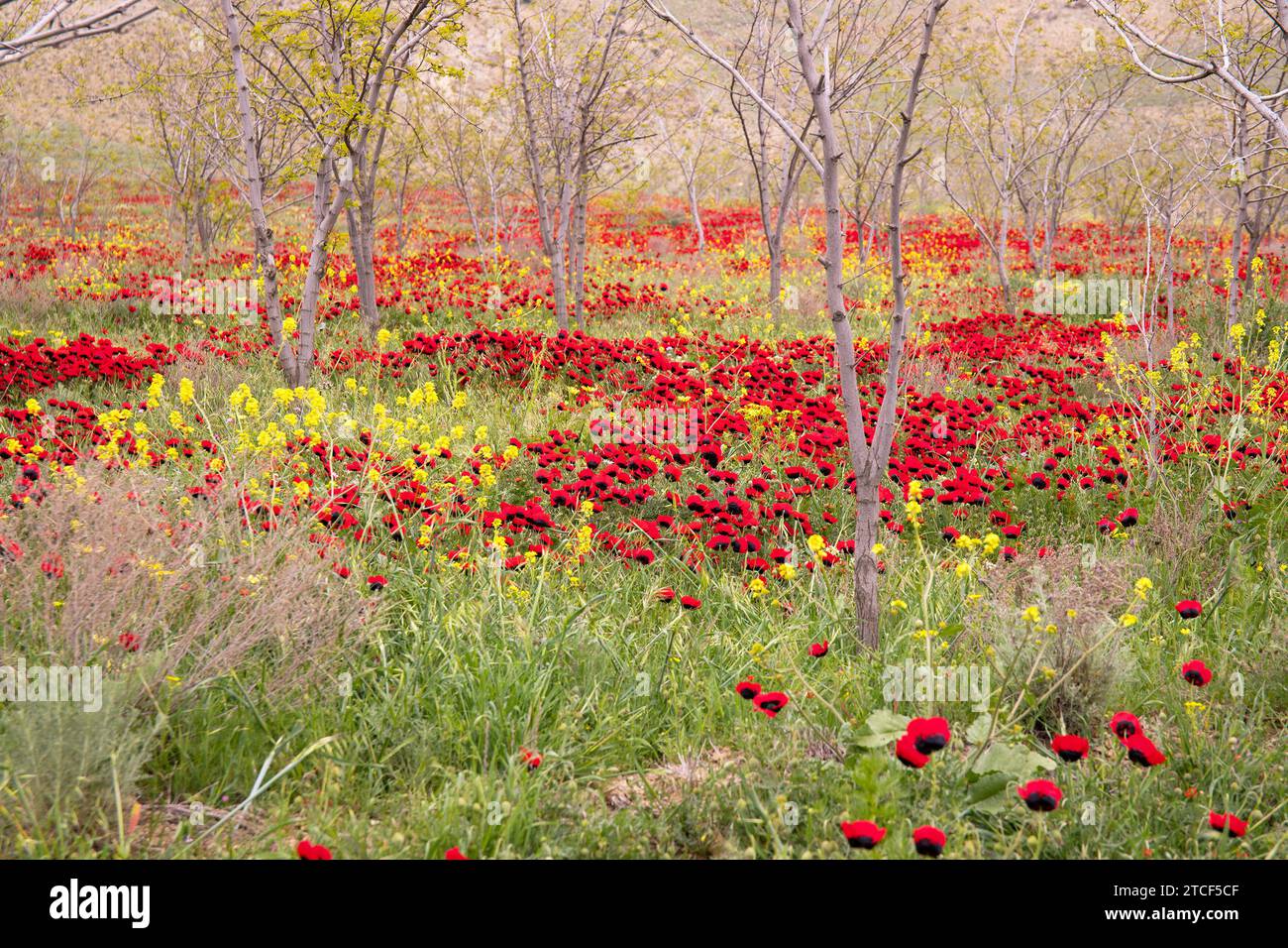 Beautiful poppy field in spring. Azerbaijan Stock Photo - Alamy