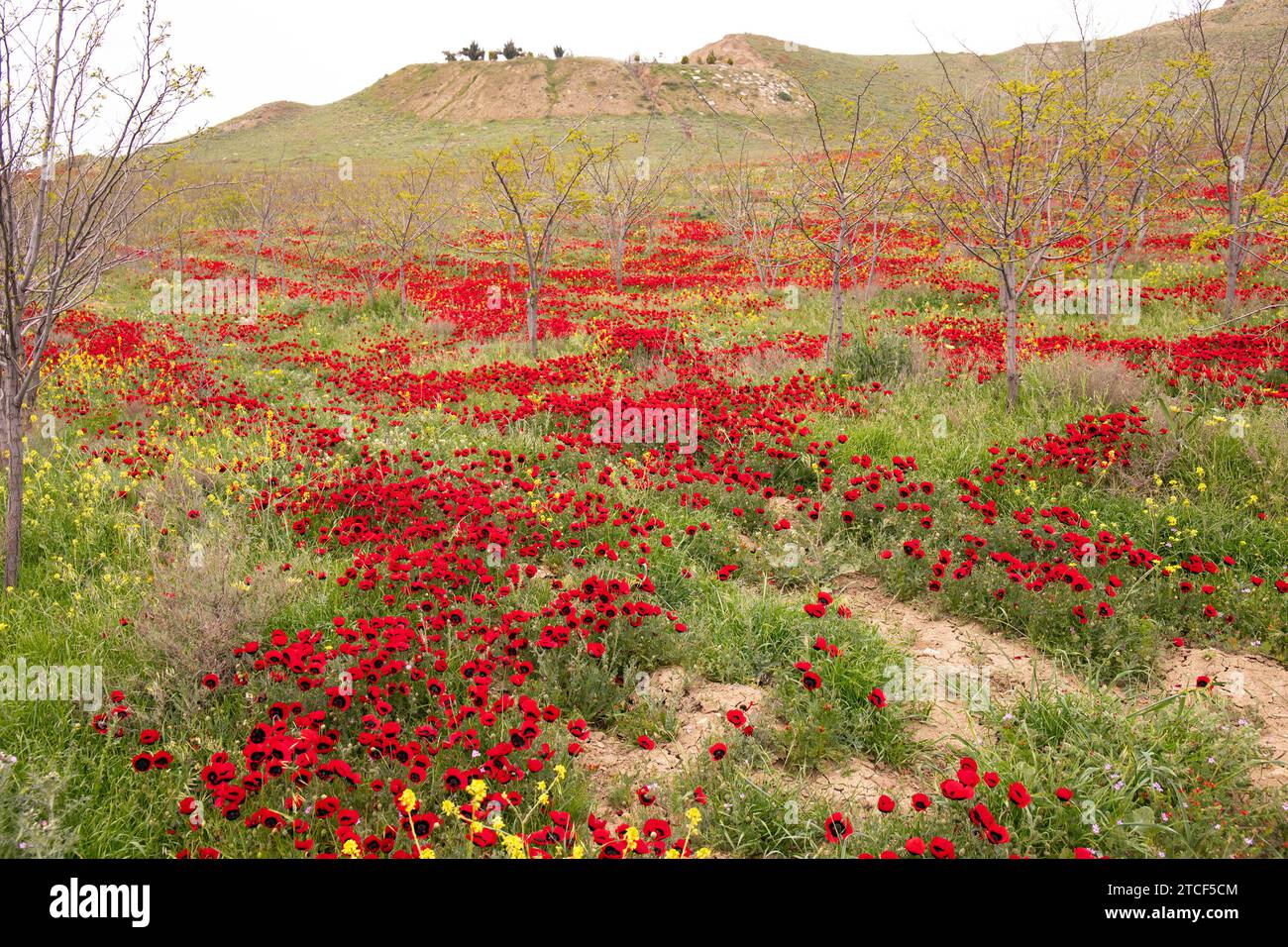 Beautiful poppy field in spring. Azerbaijan Stock Photo - Alamy