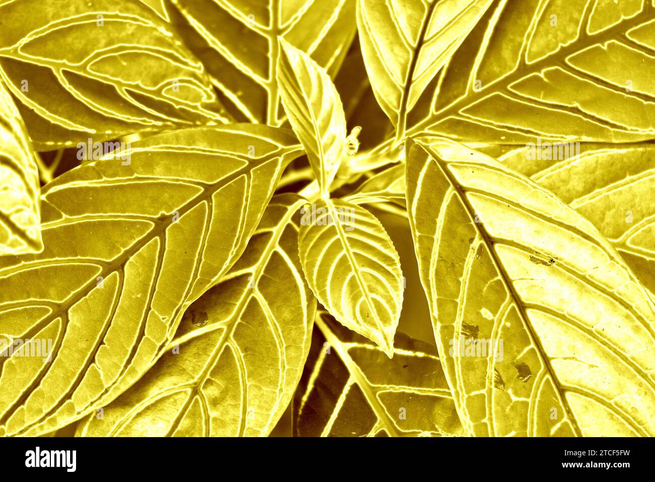 Pop Art Surreal Style Gradient Metallic Gold Colored Plant Leaves Stock ...