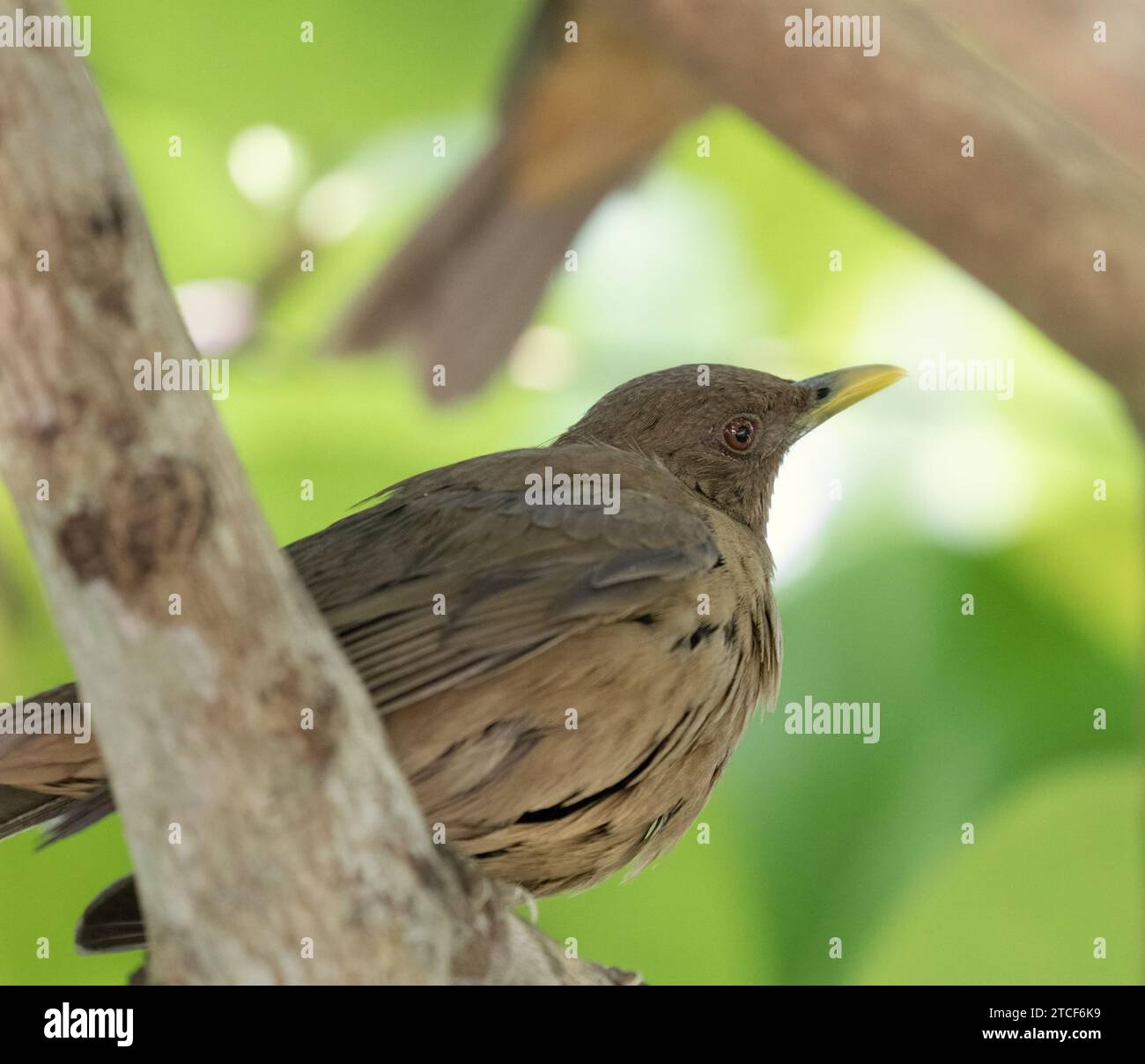 Closeup Clay-colored Thrush. National bird of Costa Rica in a tree ...