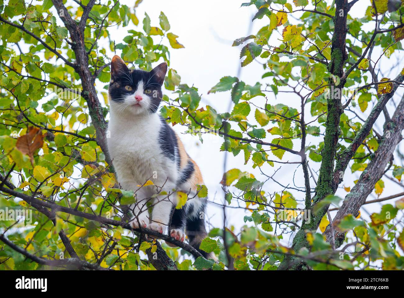 Calico kitten in nature Stock Photo - Alamy