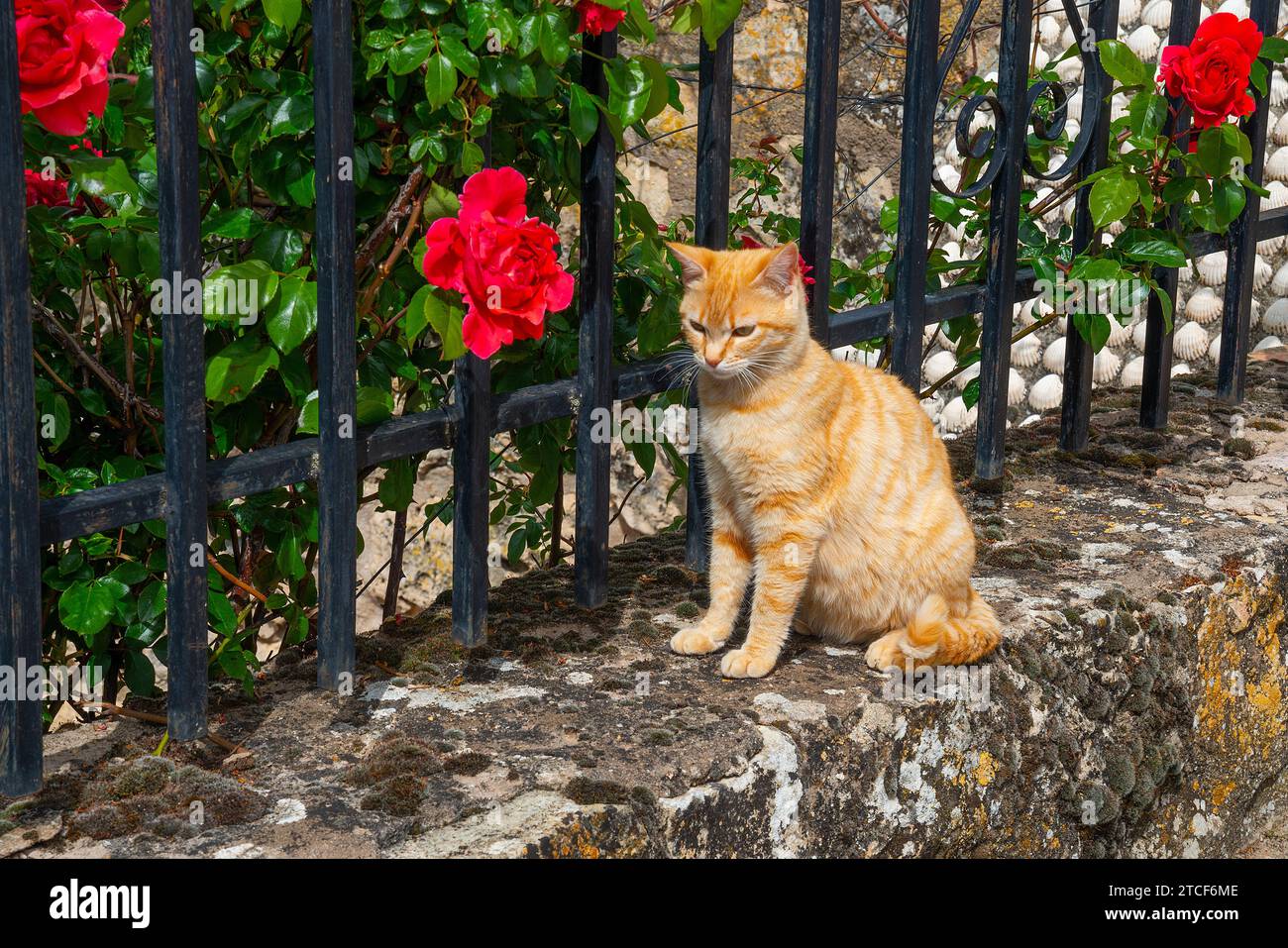 Orange tabby cat in a garden Stock Photo - Alamy