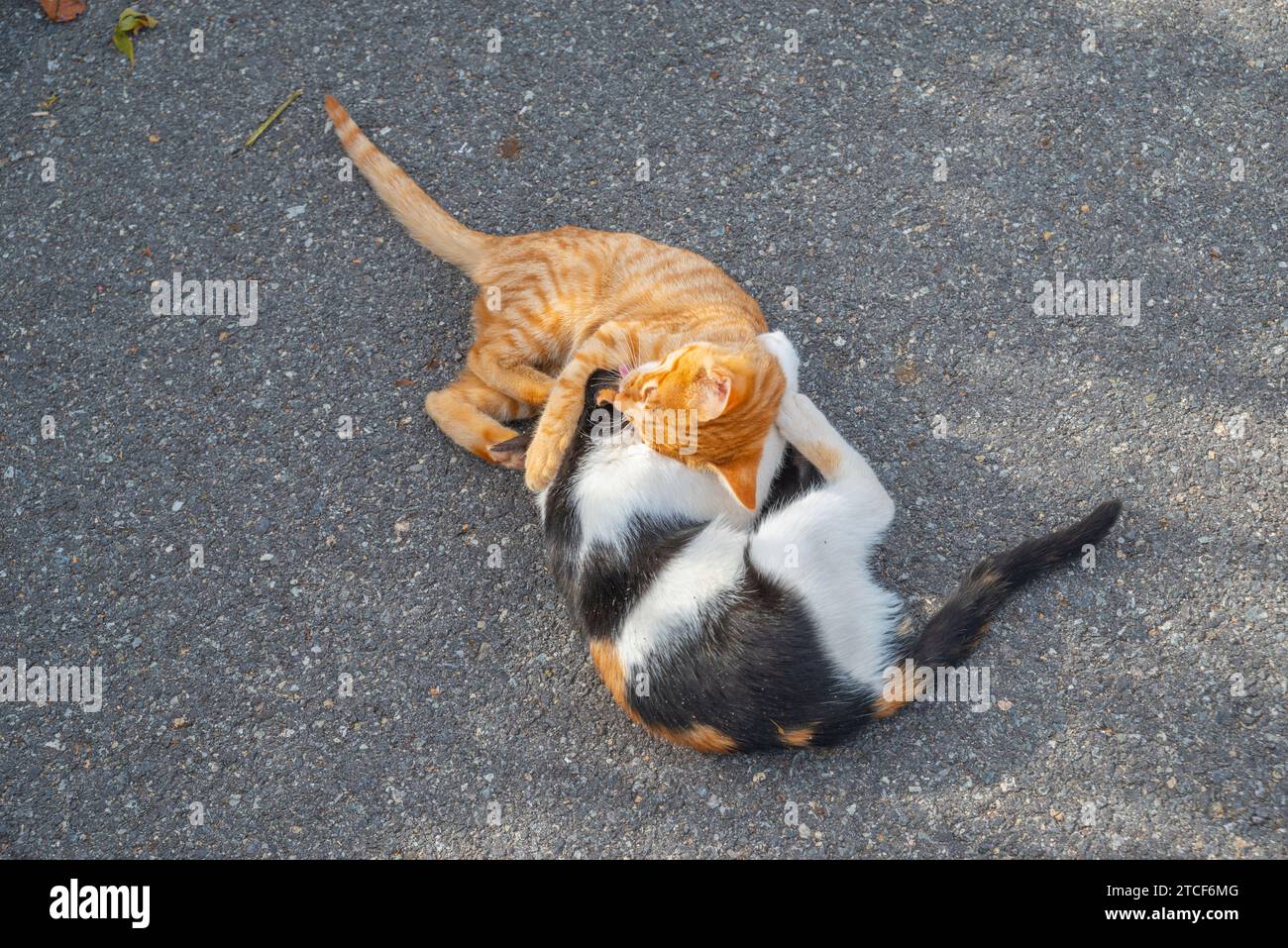Two kittens playing Stock Photo - Alamy
