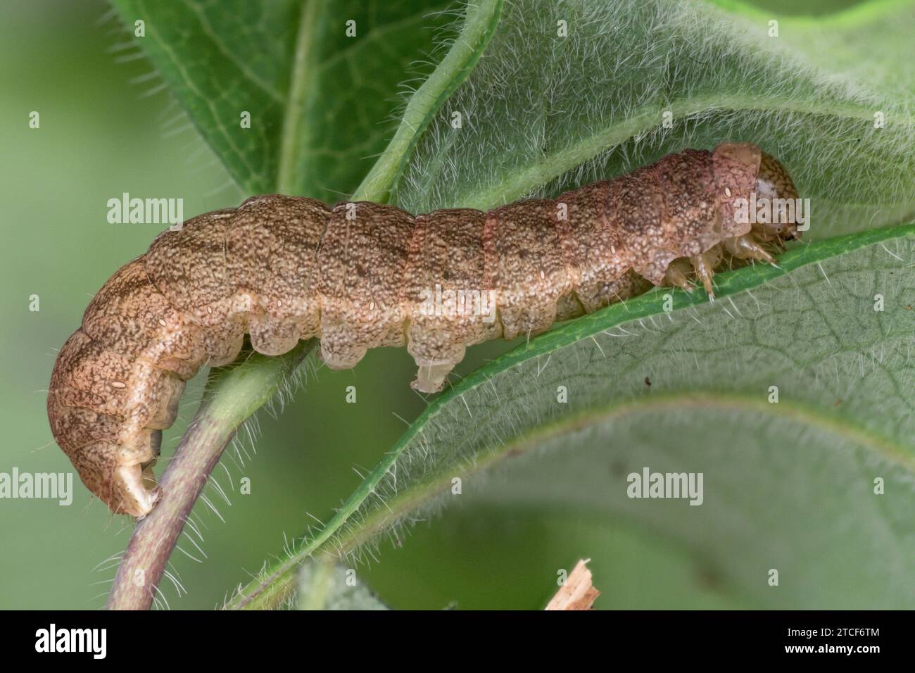 Brown form of Angle Shades Moth caterpillar (Phlogophora meticulosa ...