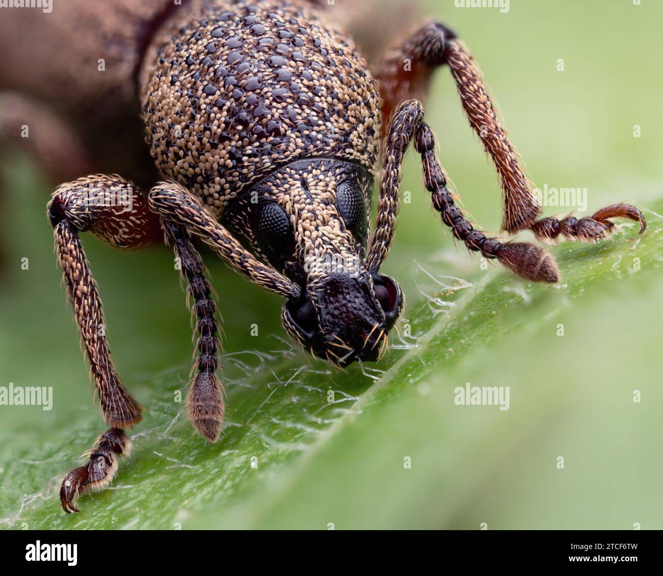 Close up of a Clay-coloured Weevil (Otiorhynchus singularis). Tipperary ...