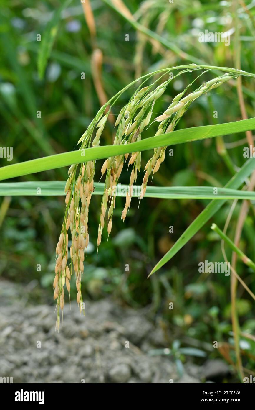 Bunch of paddy hi-res stock photography and images - Alamy