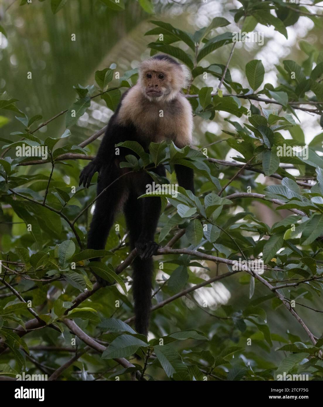 A White-faced monkey (capuchin) in a leafy tree in Costa Rica Stock ...