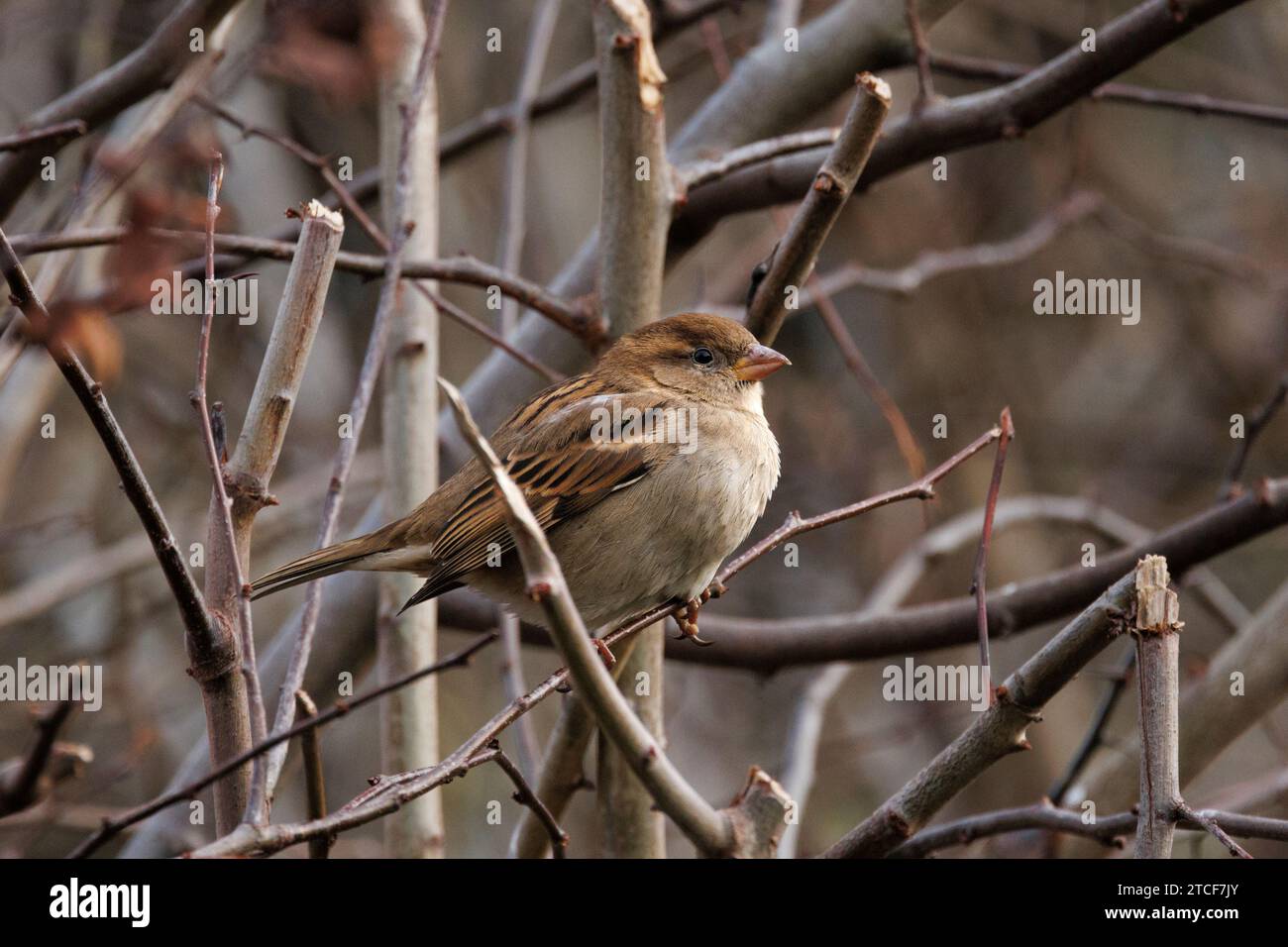 A sparrow perched in the stark branches of a deciduous tree against a ...