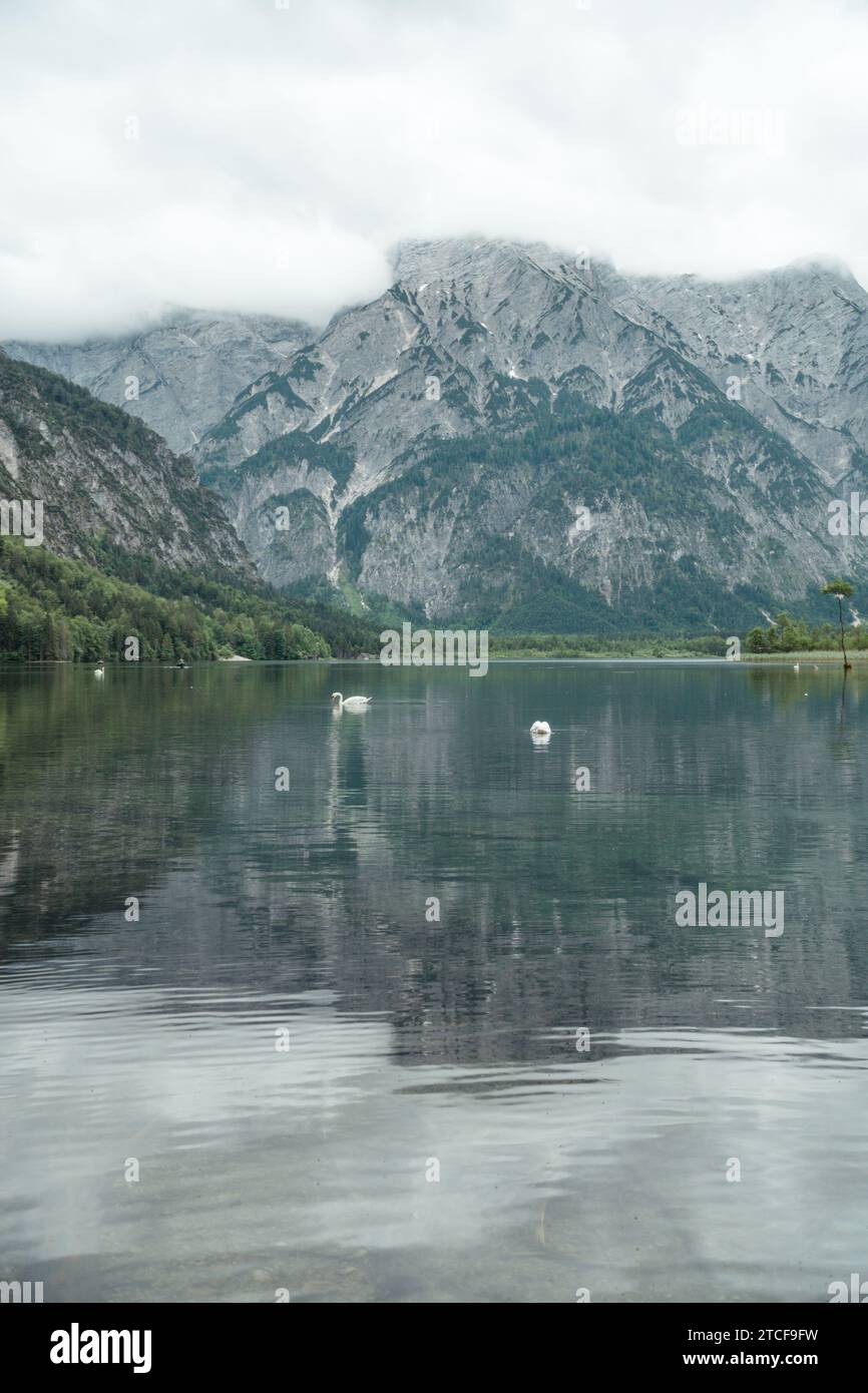 Austrian swans hi-res stock photography and images - Alamy