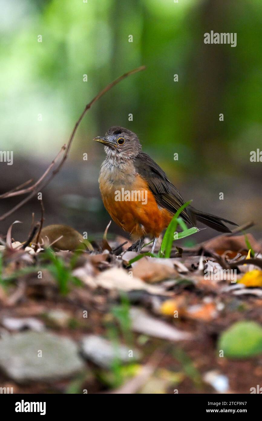 brazilian bird with orange belly Sabiá Laranjeira Rufous-bellied Thrush ...