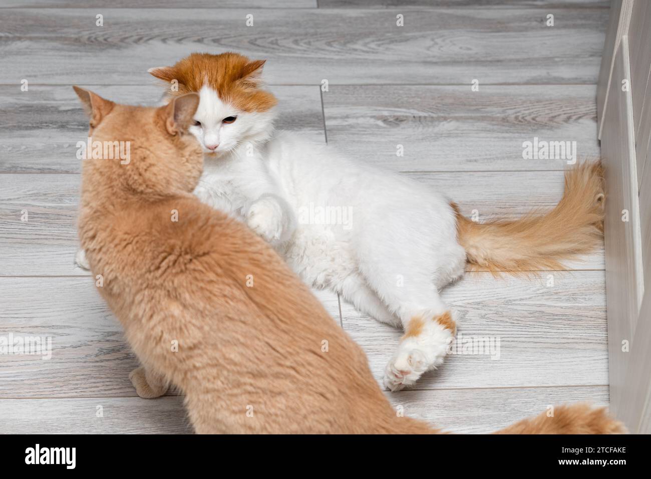 the cat is angry and preparing to attack. conflict between cats. cat ...