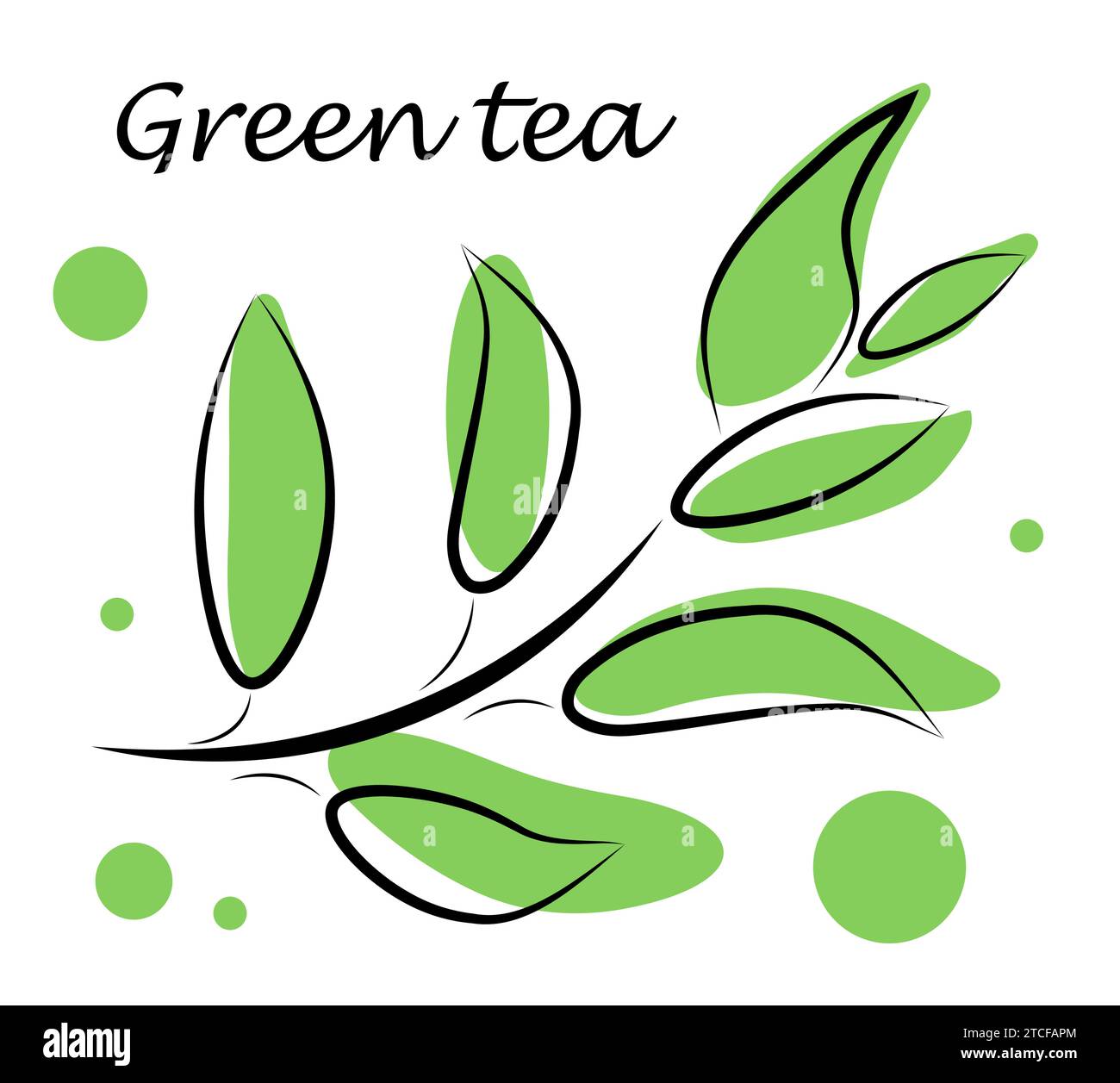 Green tea branch on white background Stock Vector Image & Art - Alamy